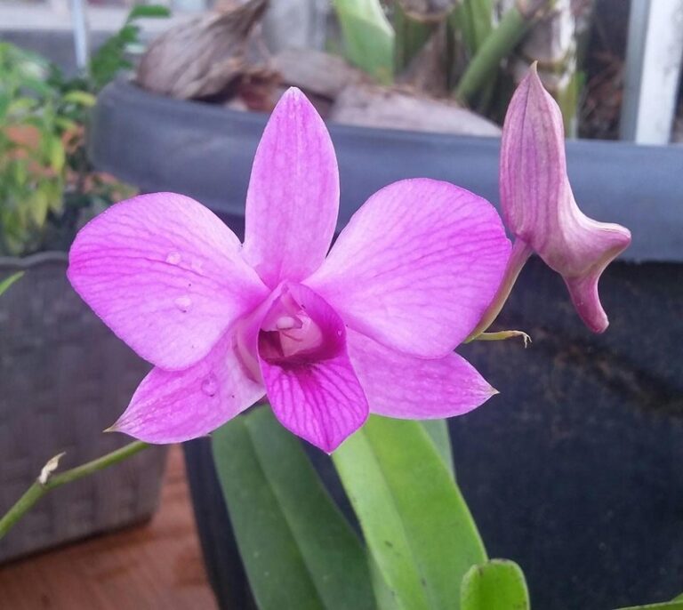 Membuat Lukisan Anggrek Dengan Cat Air Wahangga